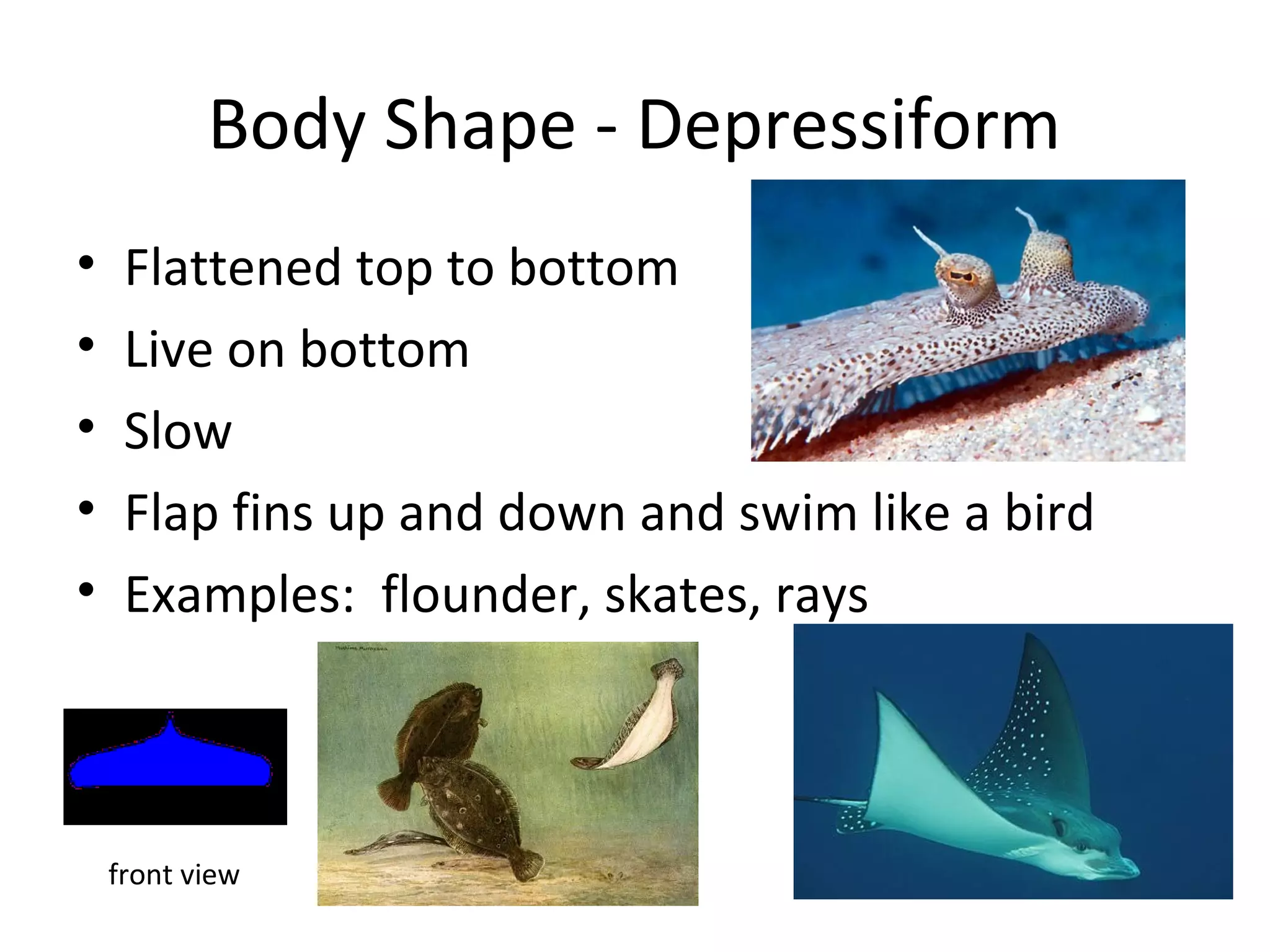 Fish Morphology | PPT