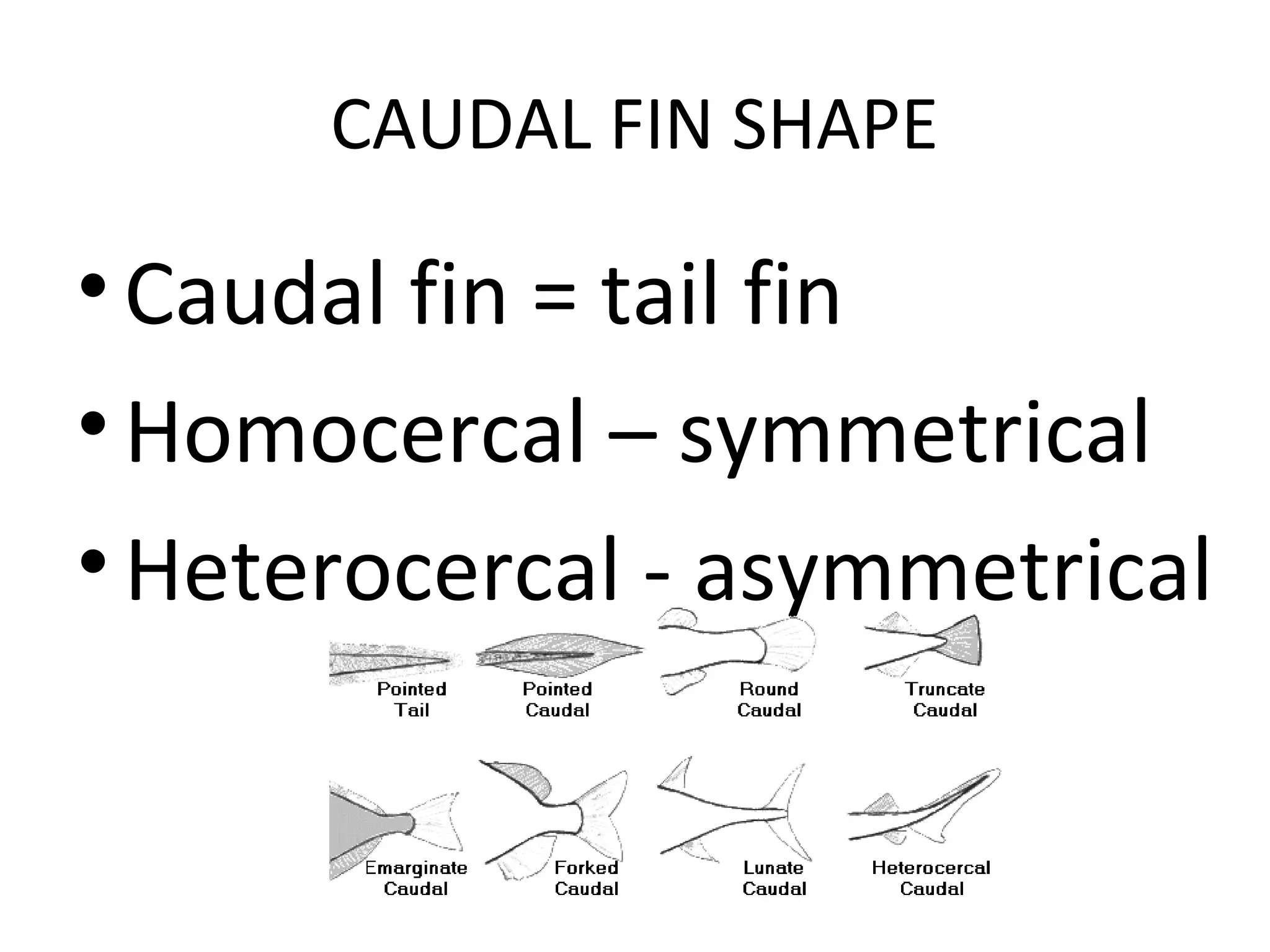 Fish Morphology | PPT