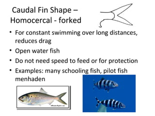 Fish Morphology | PPT