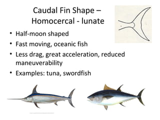 Fish Morphology | PPT