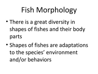 Fish Morphology | PPT