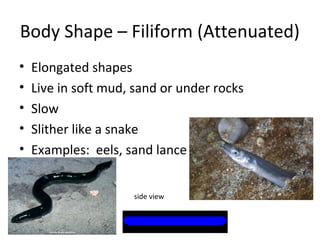 Fish Morphology | PPT