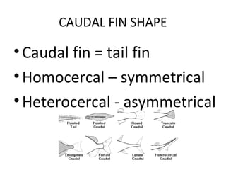 Fish Morphology | PPT