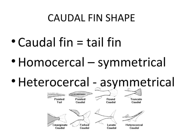 Fish Morphology | PPT