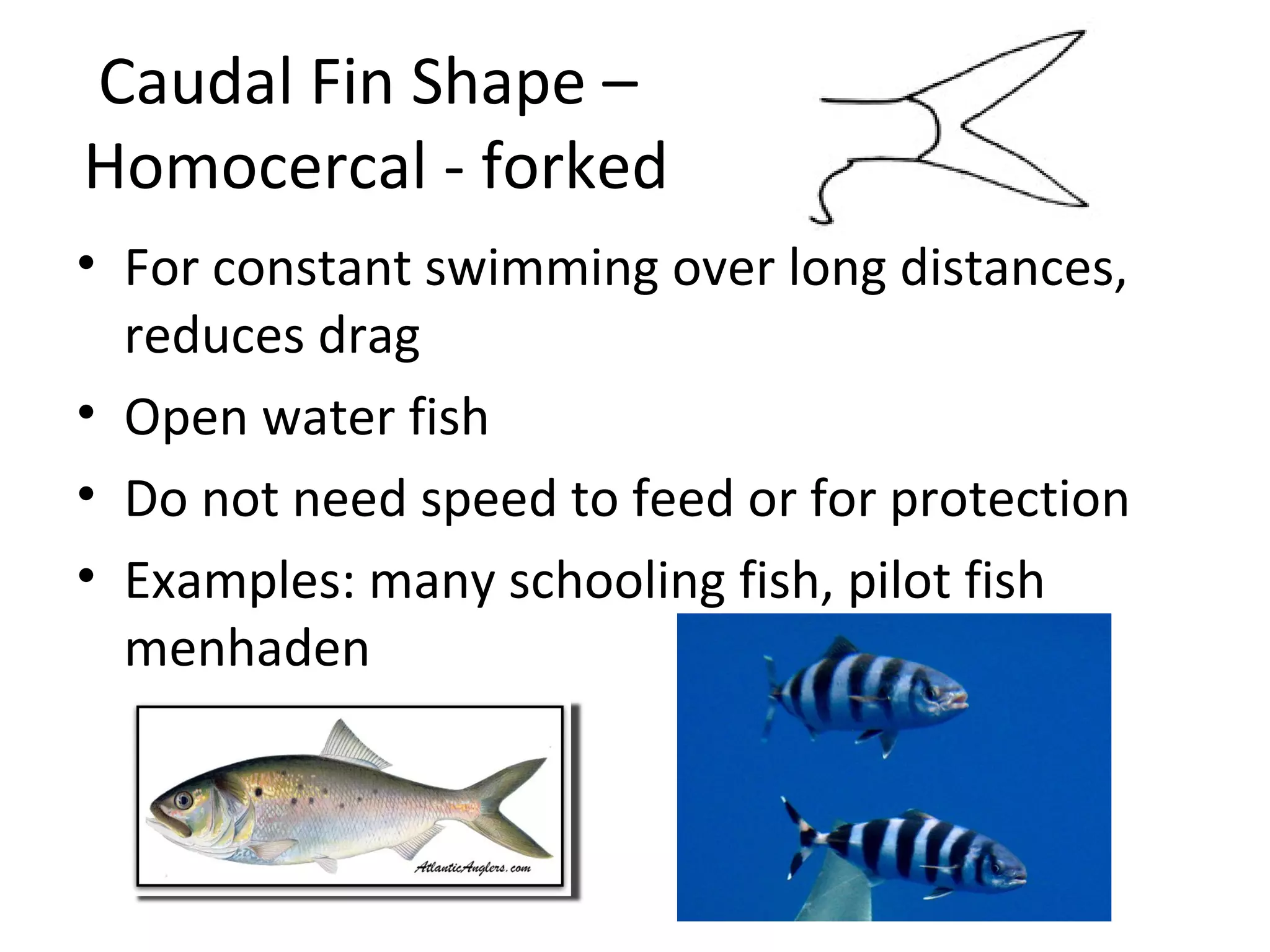 Fish morphology powerpoint | PPT