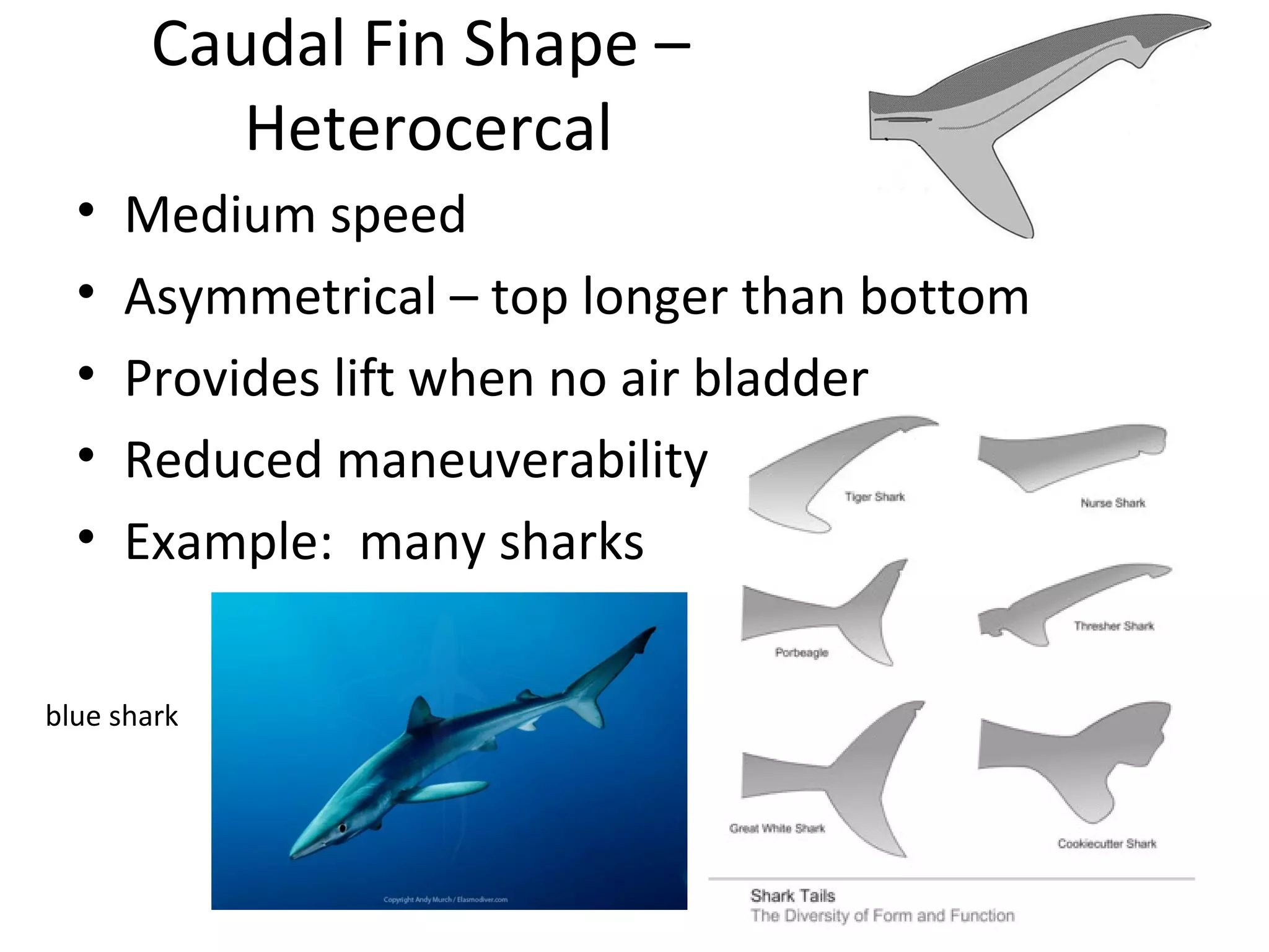 Fish morphology powerpoint | PPT