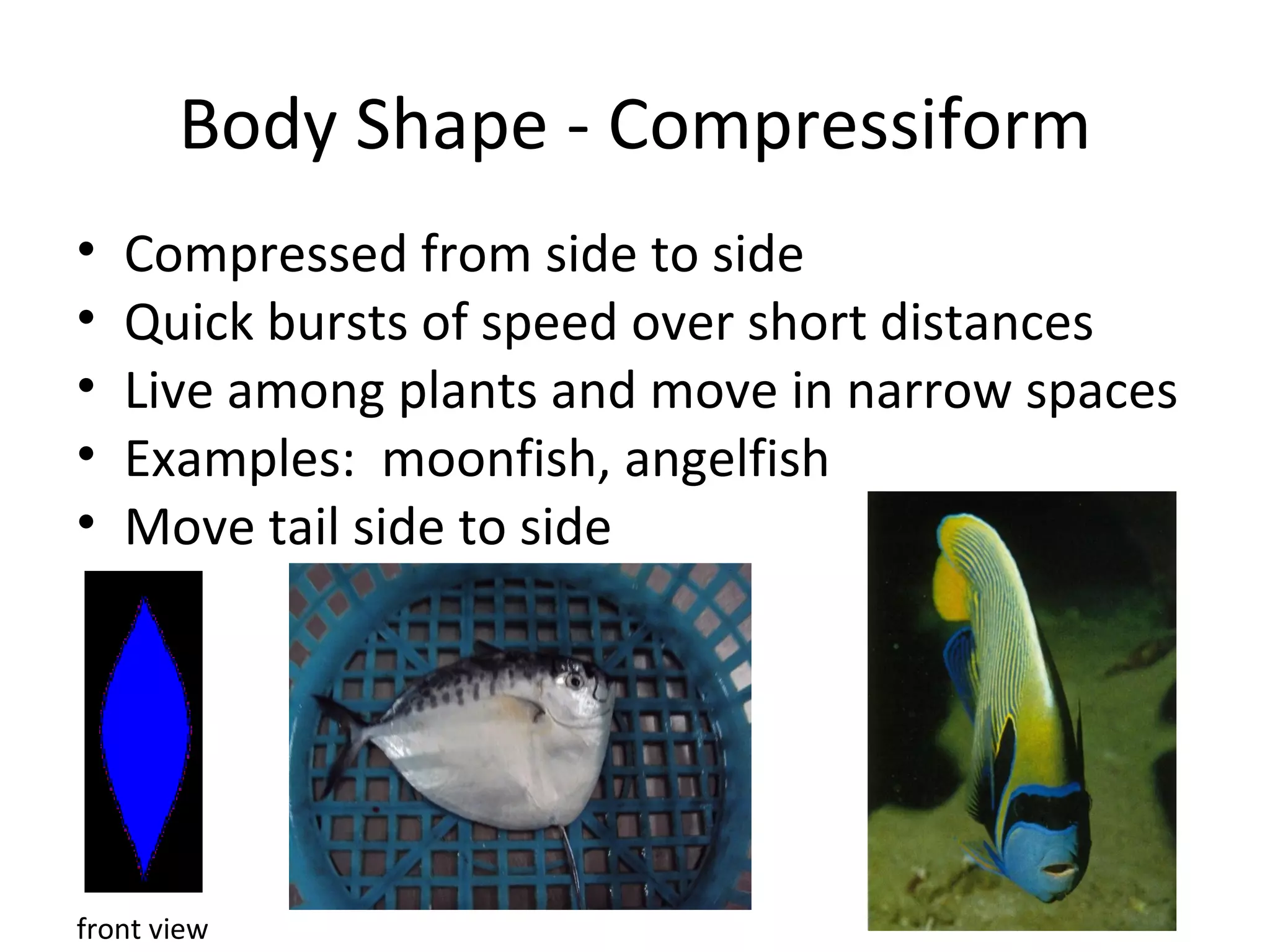 Fish morphology powerpoint | PPT