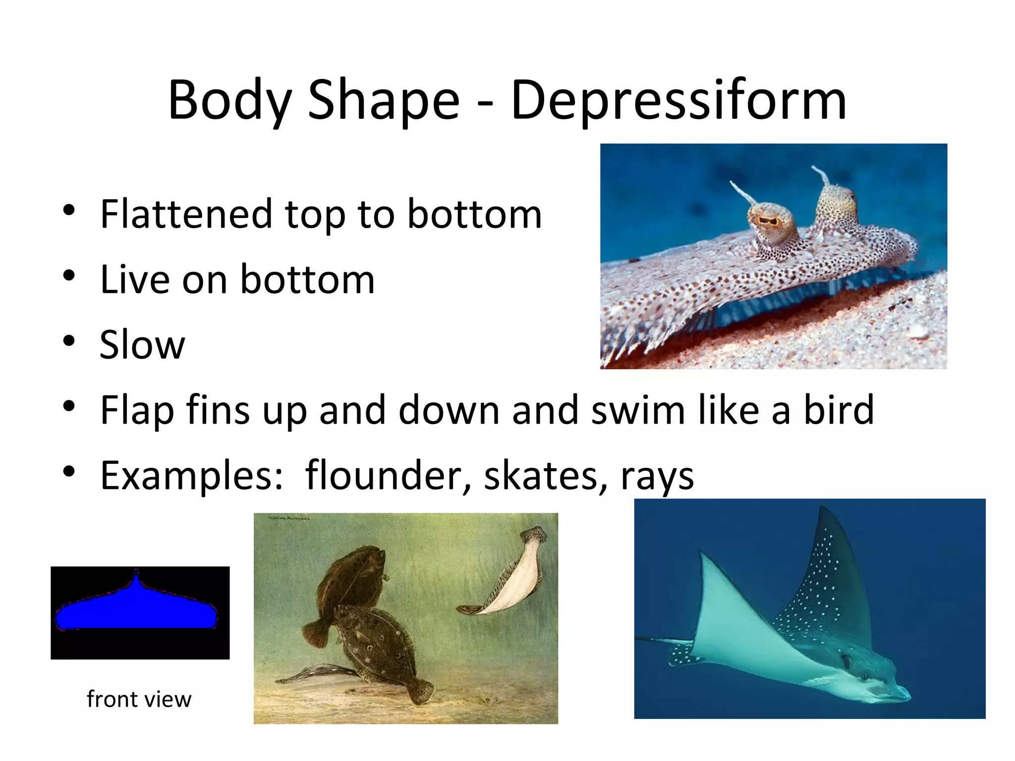 Fish morphology powerpoint | PPT