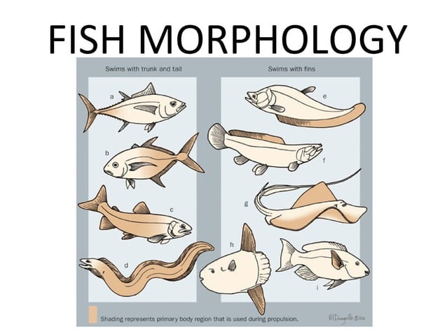 Fish morphology powerpoint | PPT