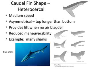 Fish morphology powerpoint | PPT