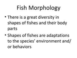 Fish morphology powerpoint | PPT