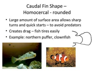 Fish morphology powerpoint | PPT