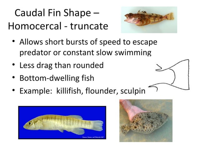 Fish morphology powerpoint | PPT