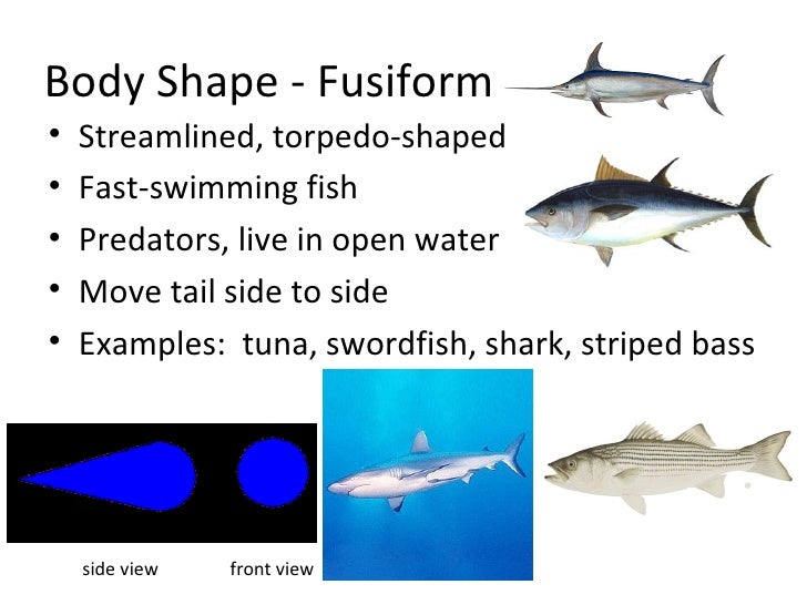 Fish morphology powerpoint