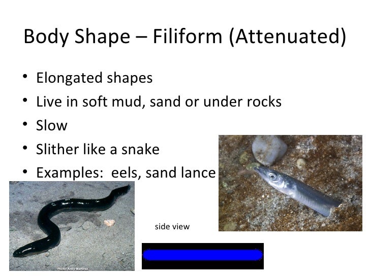 Fish morphology powerpoint