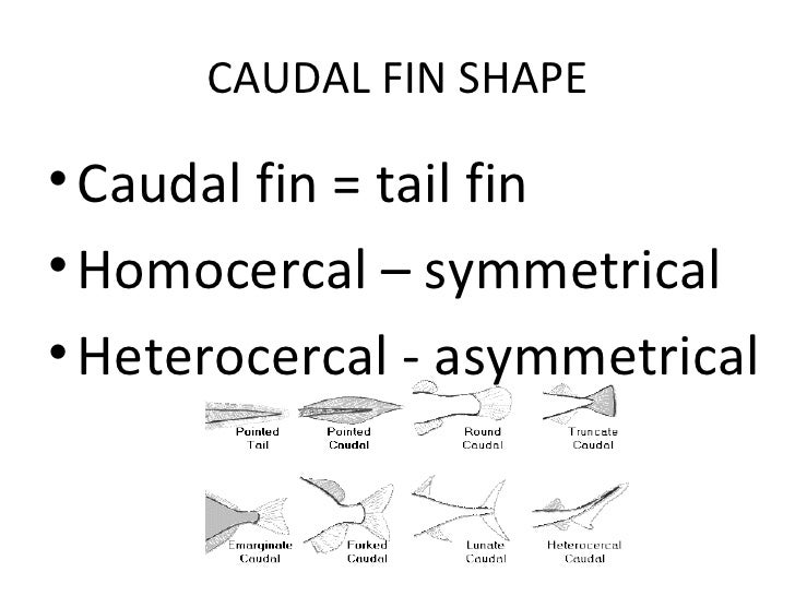Fish morphology powerpoint