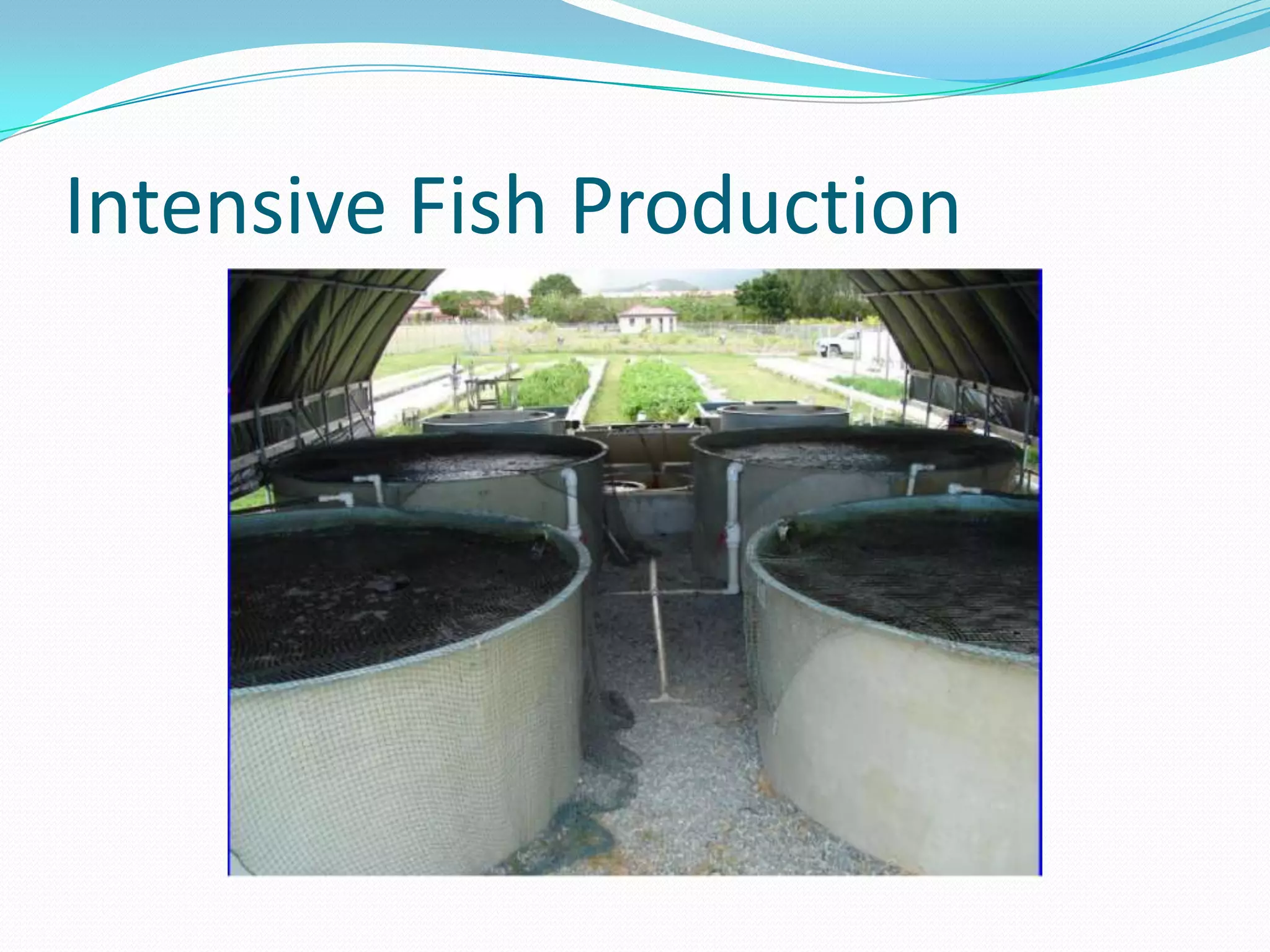 Fish nutrition | PPTX