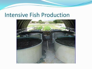Fish nutrition | PPTX