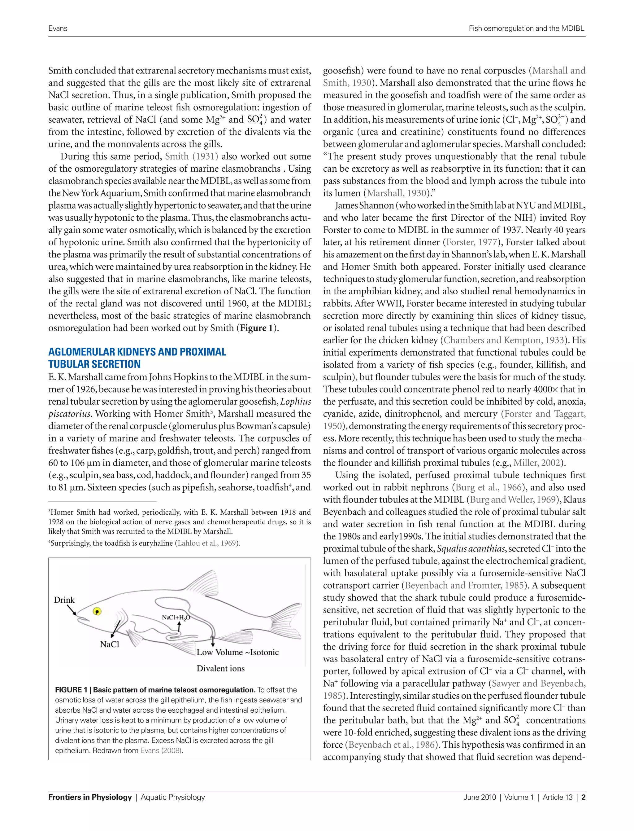 Fish osmoregulation | PDF