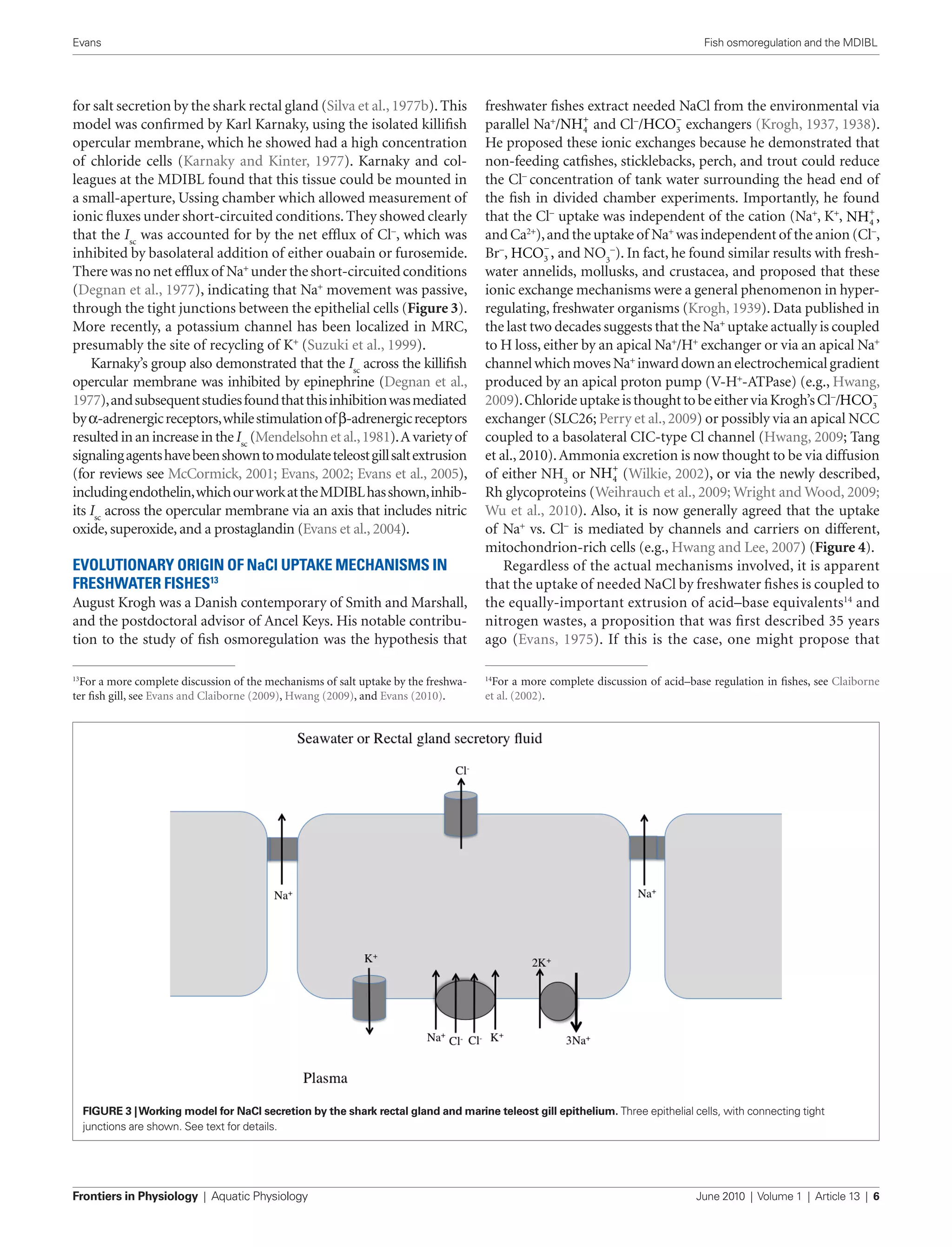 Fish osmoregulation | PDF
