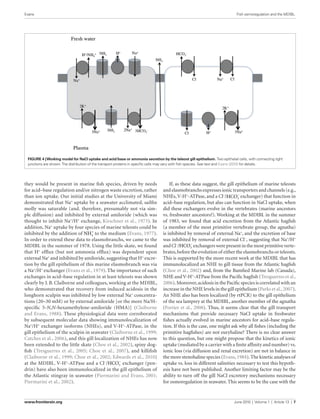 Fish osmoregulation | PDF