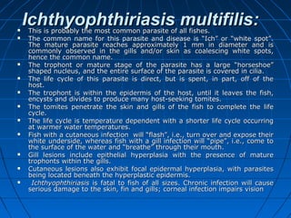 Fish parasite | PPT