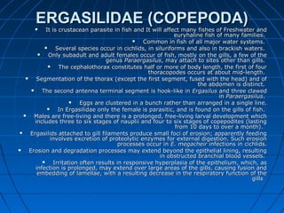 Fish parasite | PPT