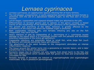 Fish parasite for B.Sc.V sem.ppt
