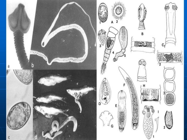 Fish parasite for B.Sc.V sem.ppt | Free Download
