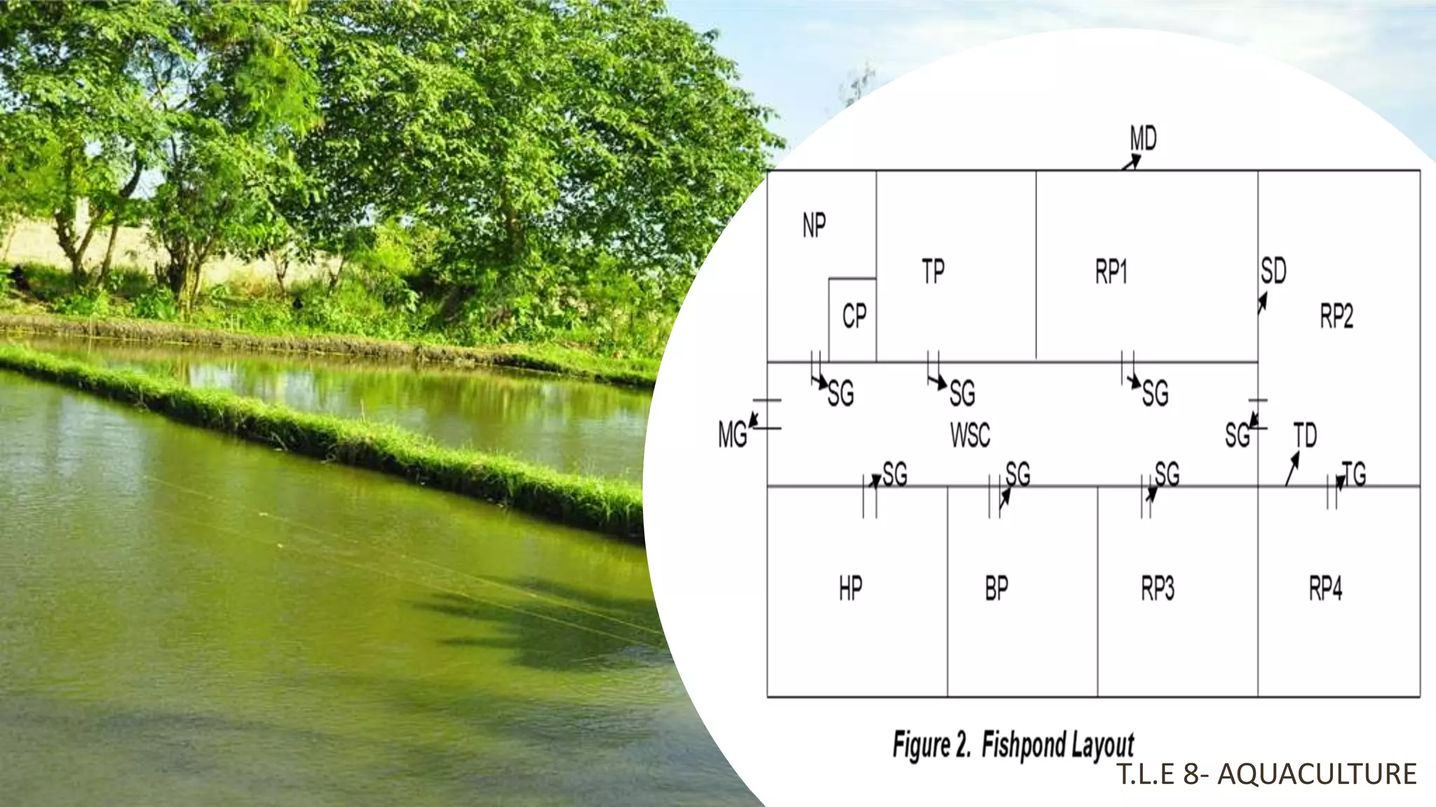 Fishpond and It’s Compartments.pptx