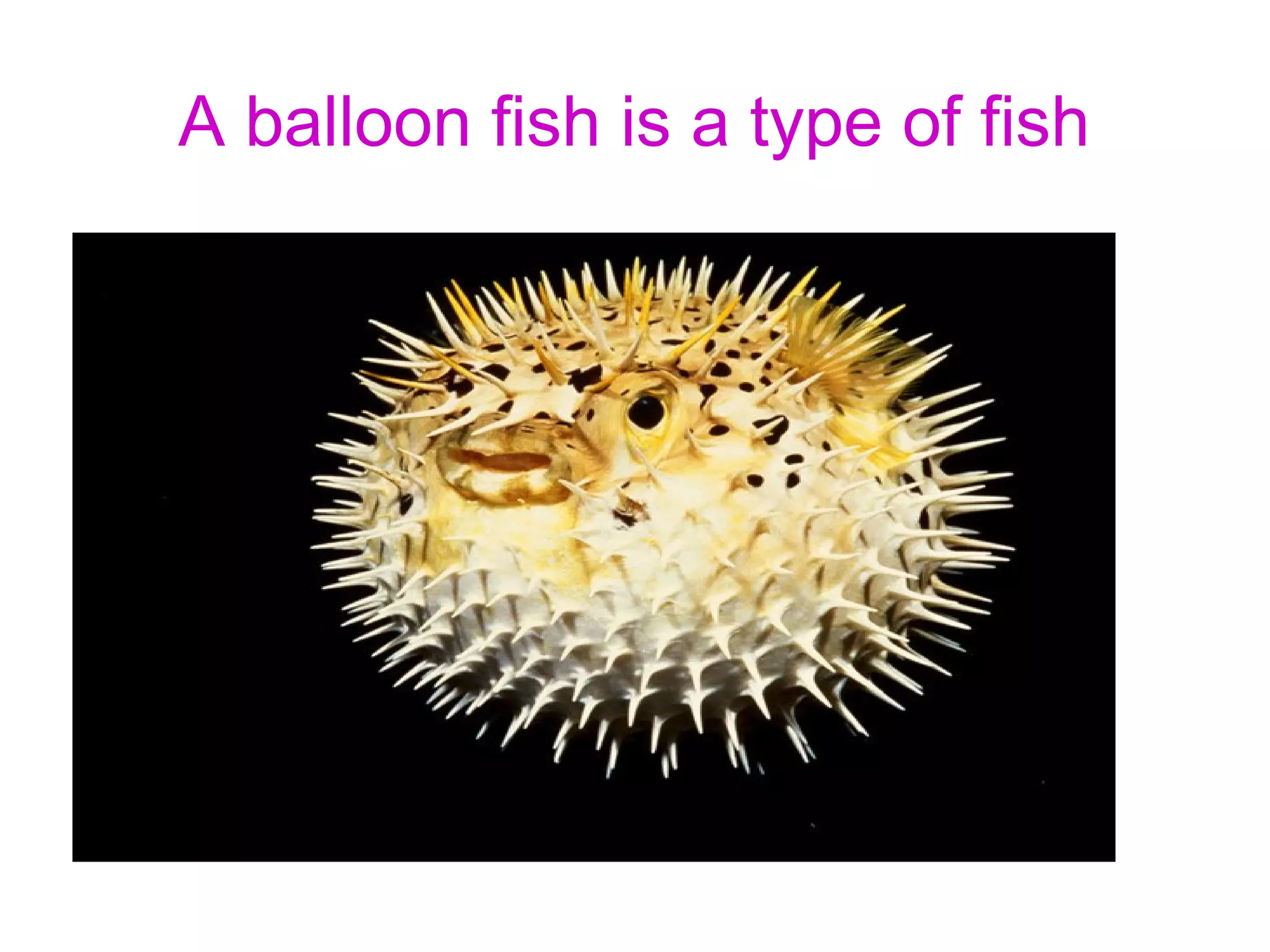 Fish Presentation | PPT