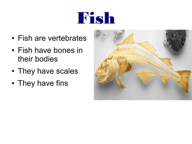 Fish Presentation | ODP