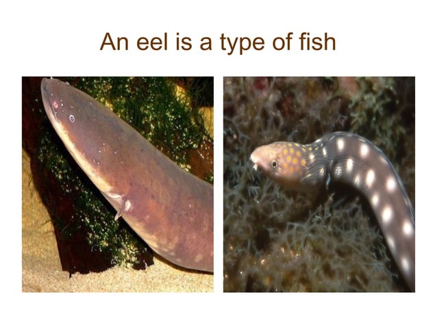 Fish Presentation | PPT