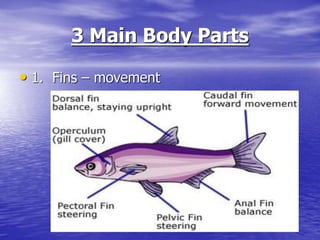 fish powerpoint.ppt