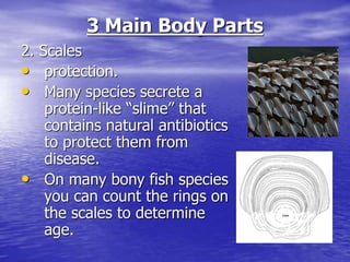 fish powerpoint.ppt