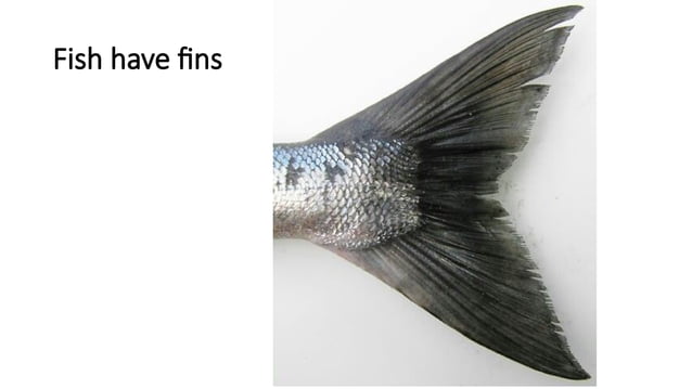 Fish power point, simple, brief, and basic. | PPTX