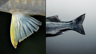 Fish power point, simple, brief, and basic. | PPTX