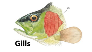 Fish power point, simple, brief, and basic. | PPTX