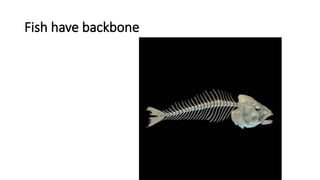 Fish power point, simple, brief, and basic. | PPT