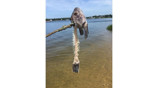 Fish power point, simple, brief, and basic. | PPTX