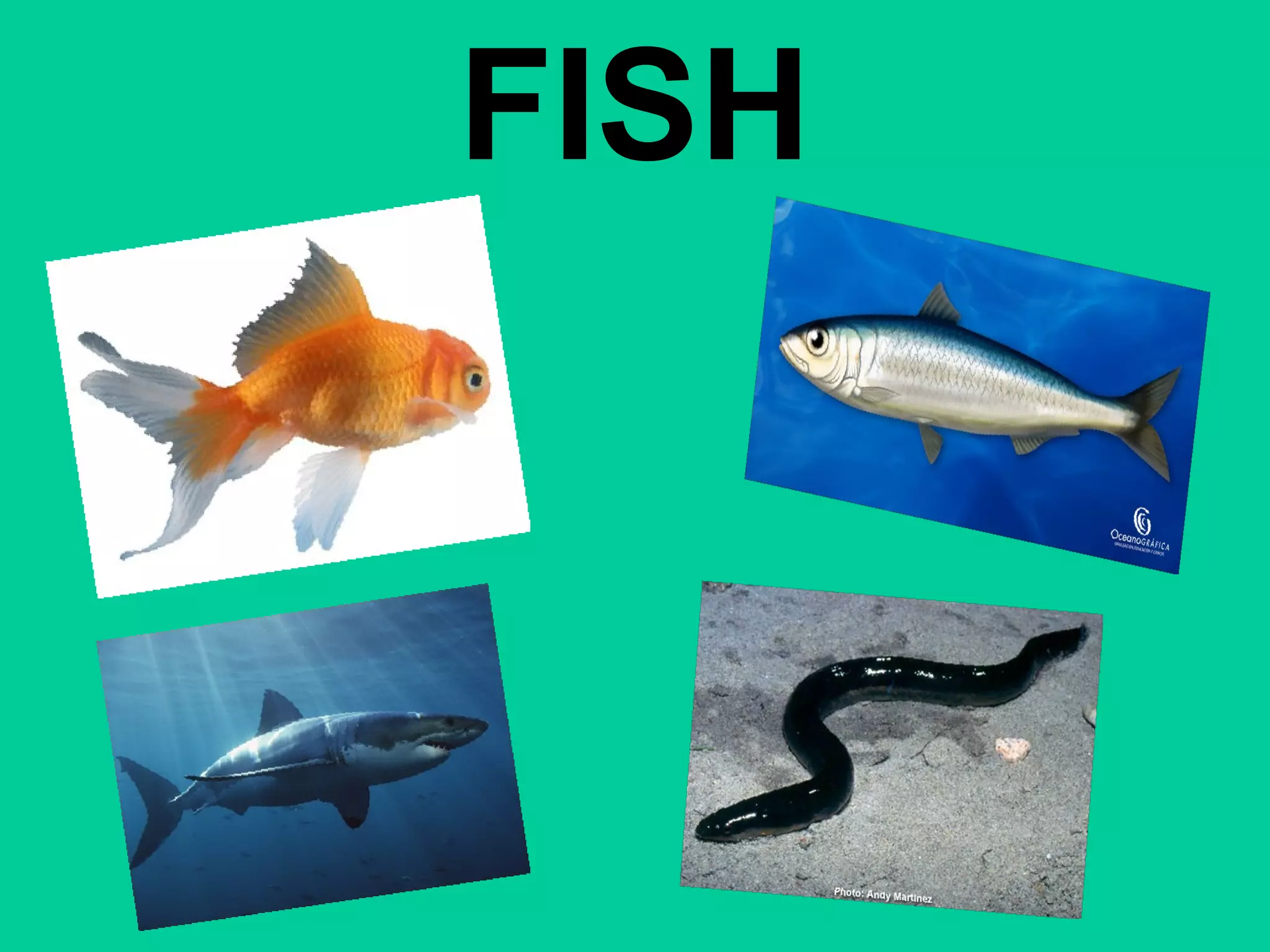 Fish ppt blog | PPT