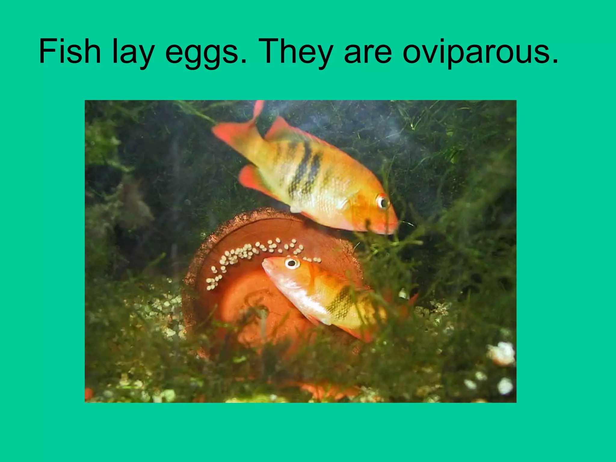 Fish ppt blog | PPT