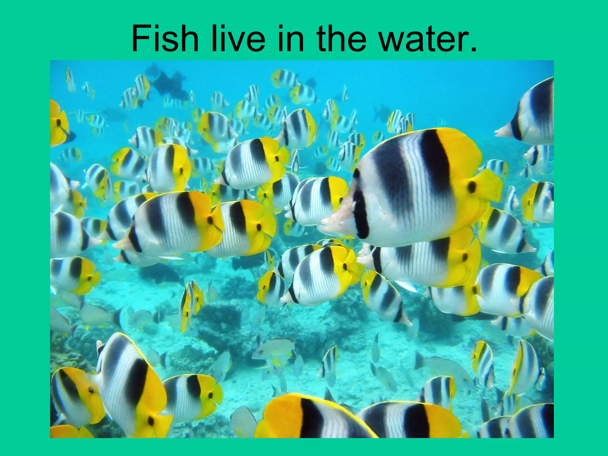 Fish ppt blog | PPT