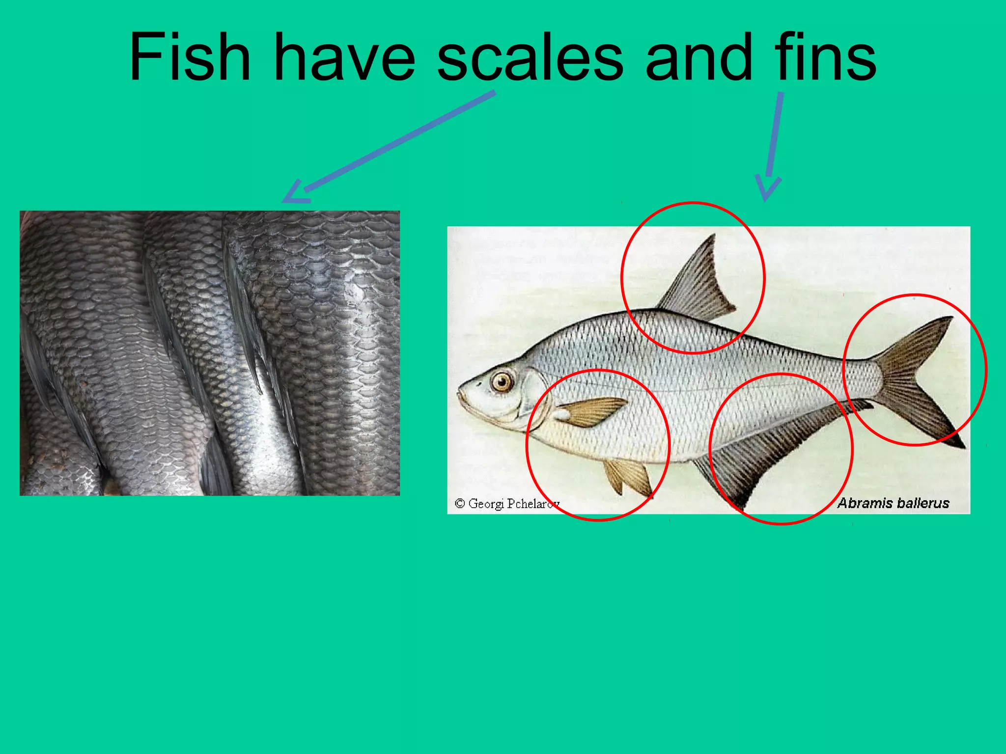 Fish ppt blog | PPT