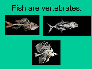 Fish ppt blog | PPT