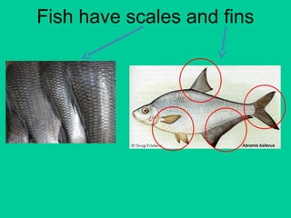 Fish ppt blog | PPT