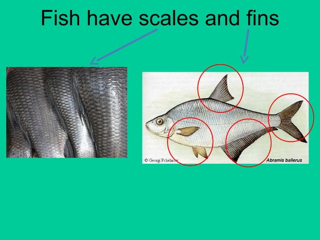 Fish ppt blog | PPT