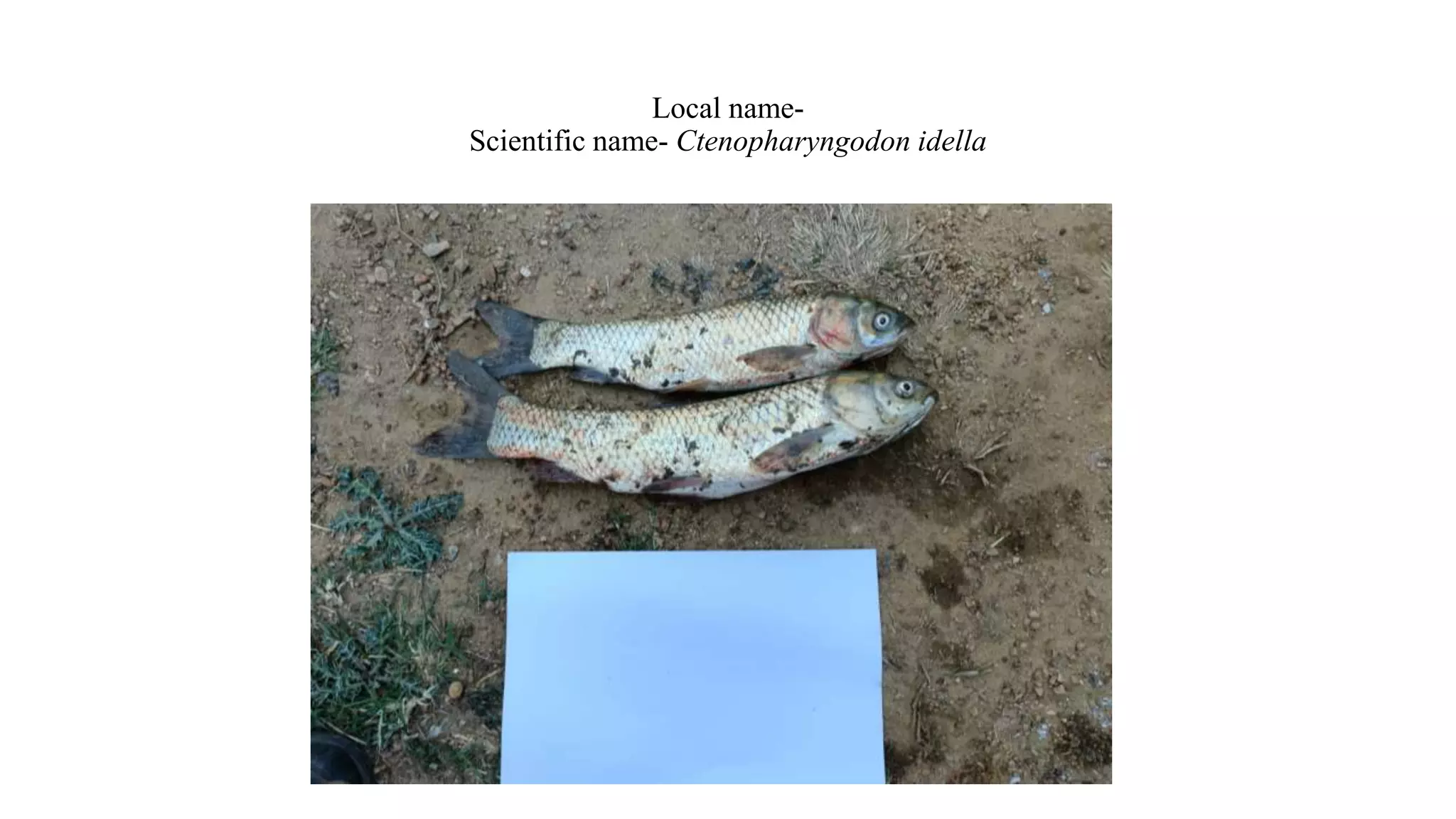 Fish ppt Jharkhand.pptx