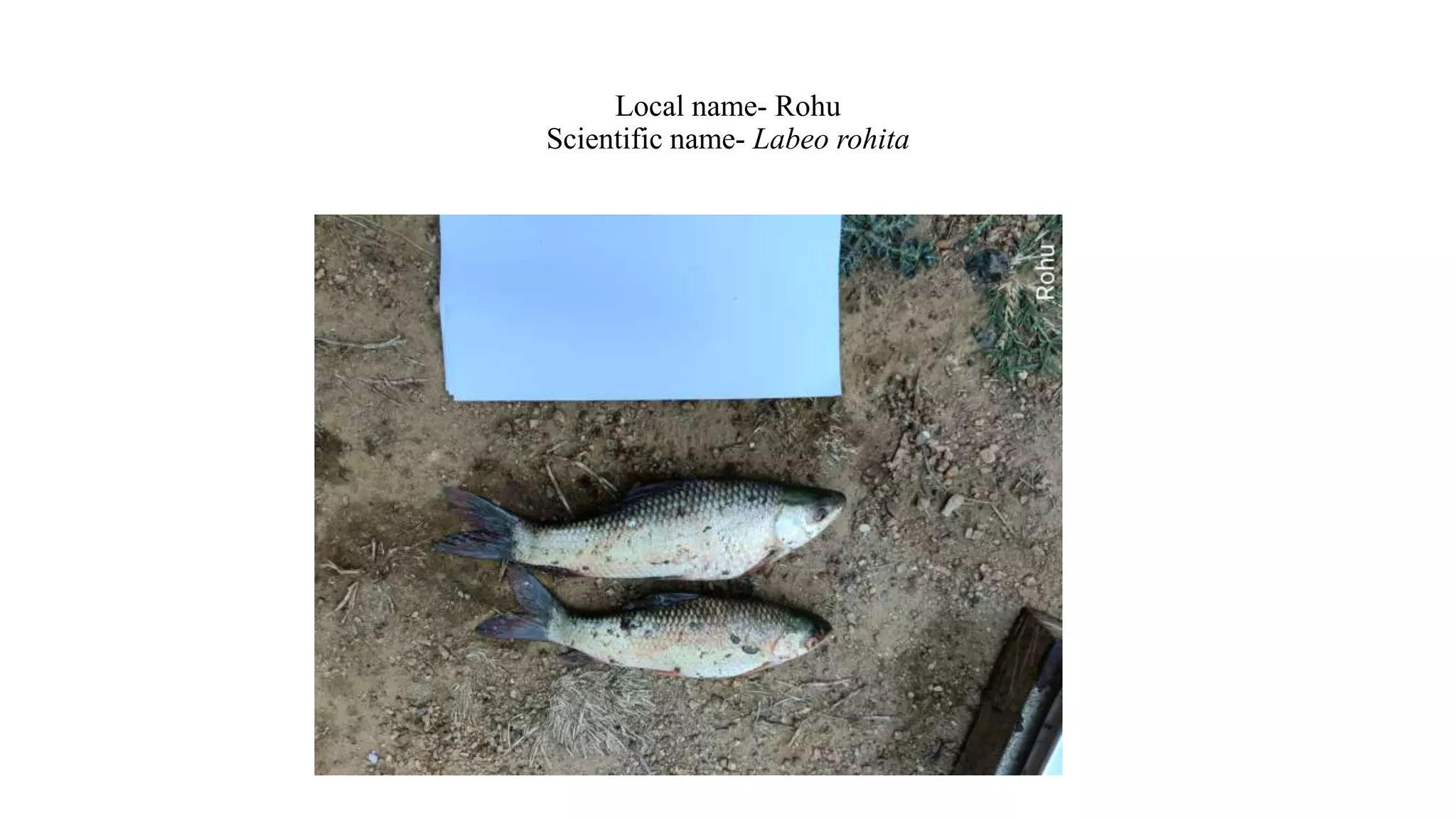 Fish ppt Jharkhand.pptx