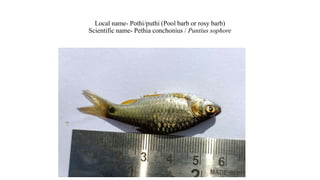 Fish ppt Jharkhand.pptx